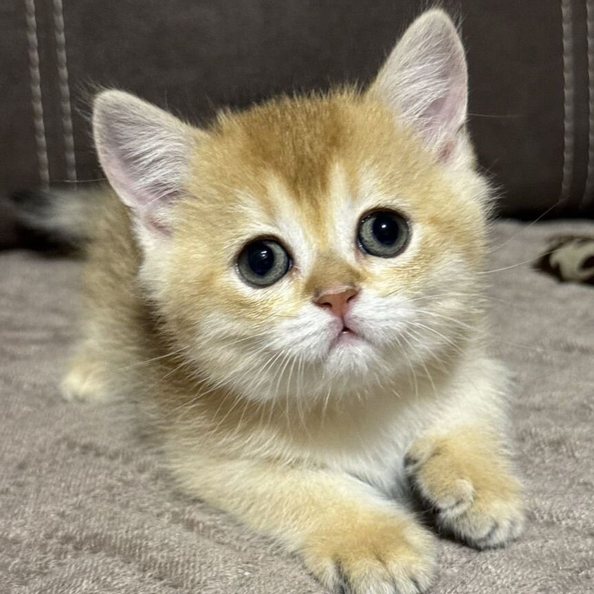 Шотландский прямоухий короткошёрстный котёнок