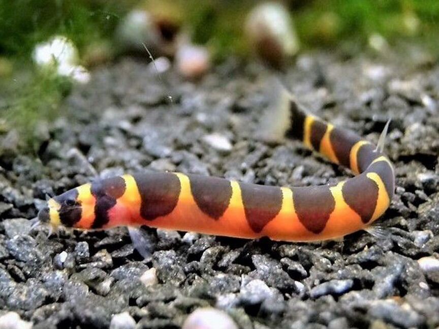 Акантофтальмус