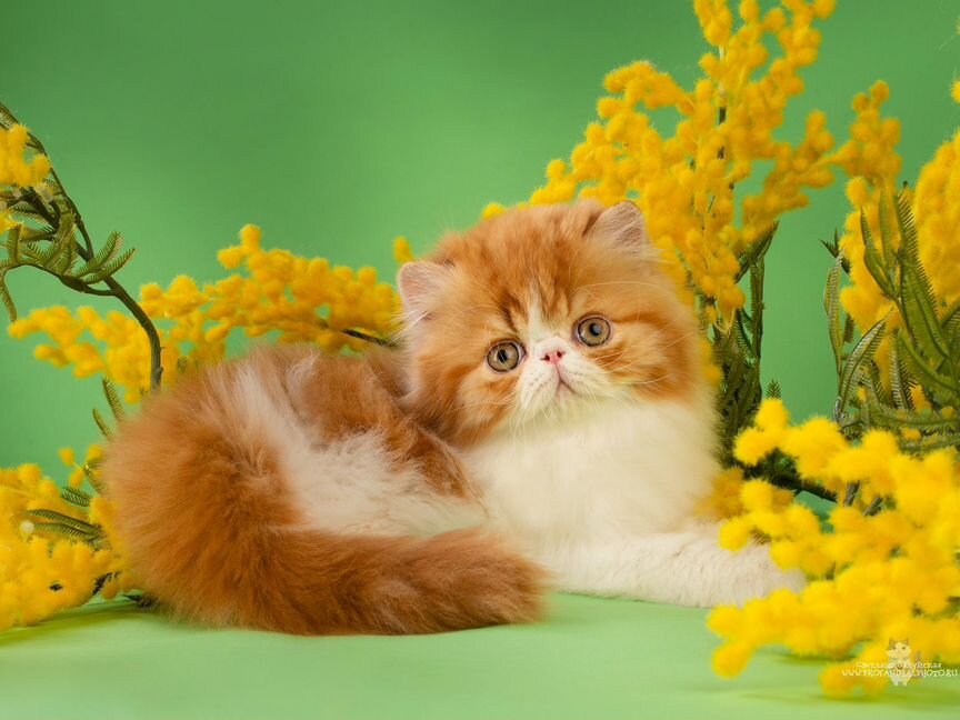Персидский котик