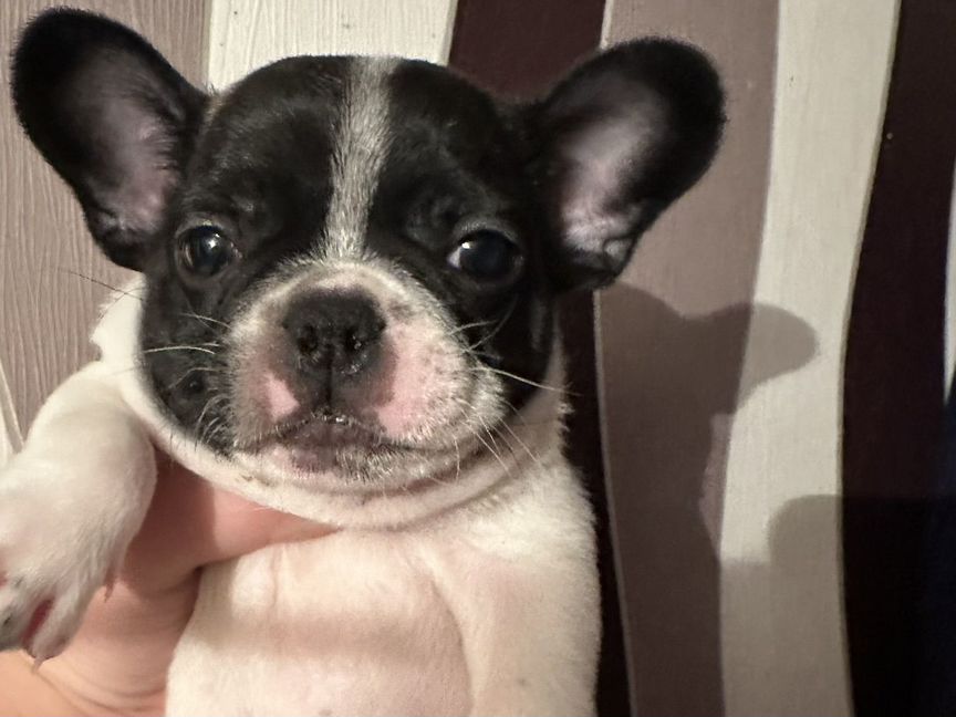 Фоанцузкий бульдог