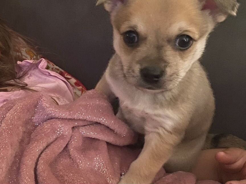 Той-терьер щенки болонка