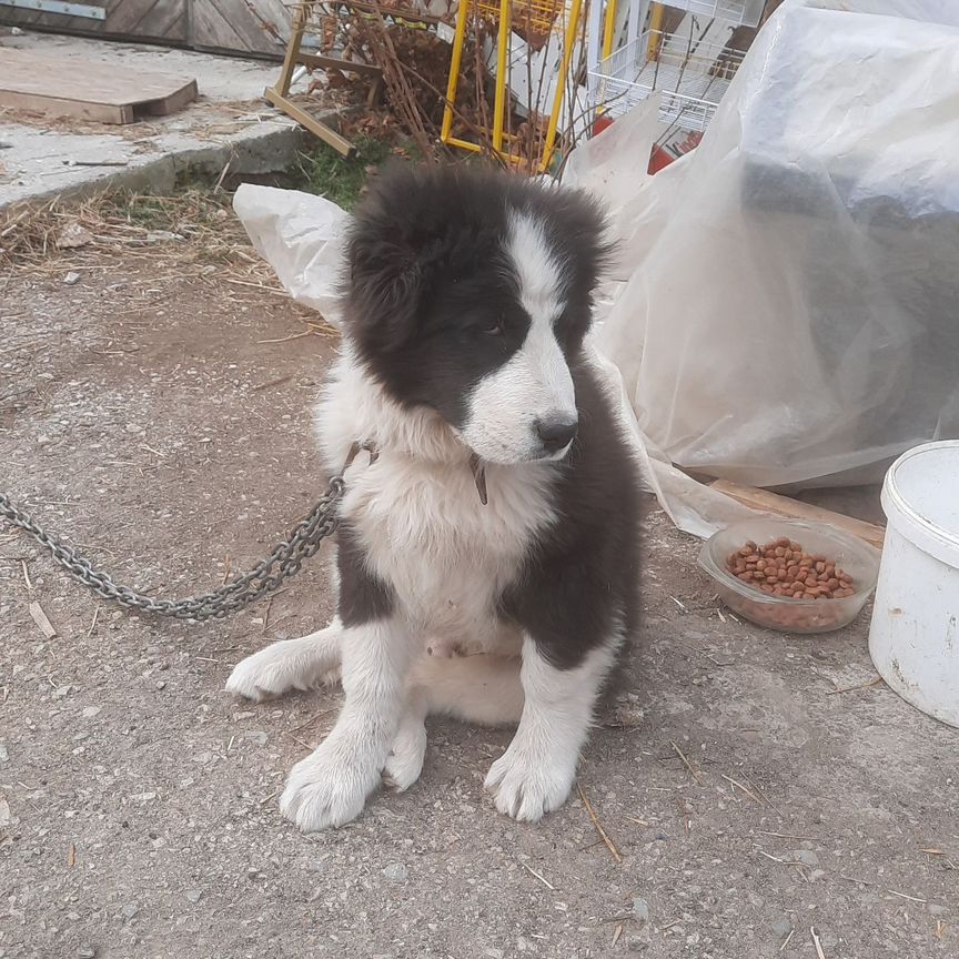 Продаю щенка