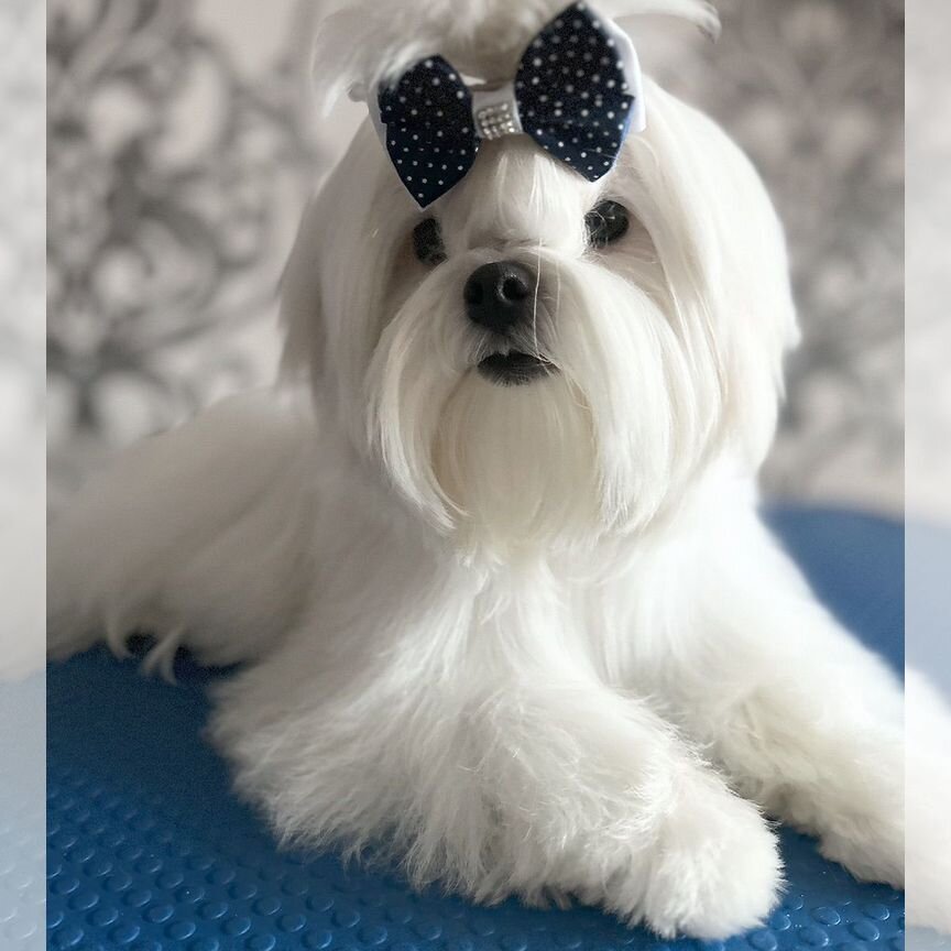 Мальтийская болонка, щенок