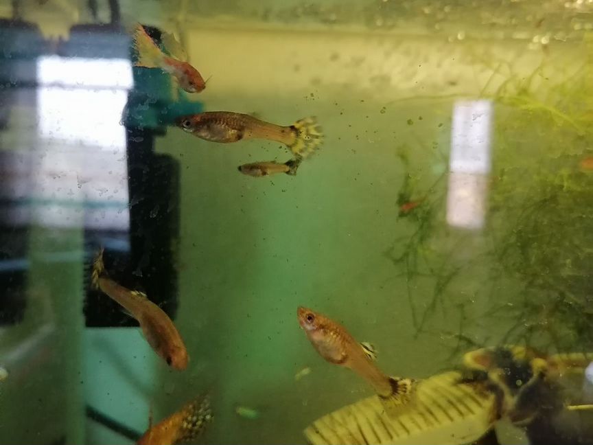 Сом анциструс, гуппи