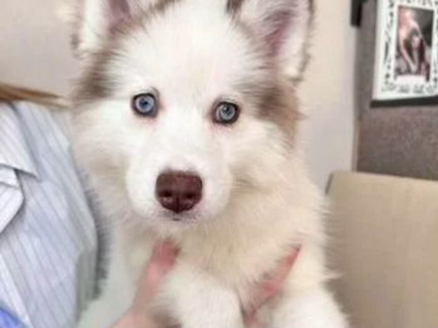 Помски мини хаски