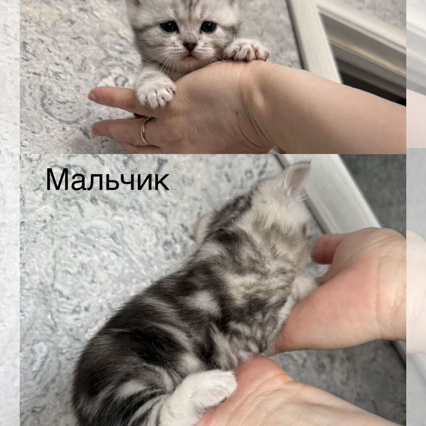 Шотландский вислоухий короткошёрстный котёнок