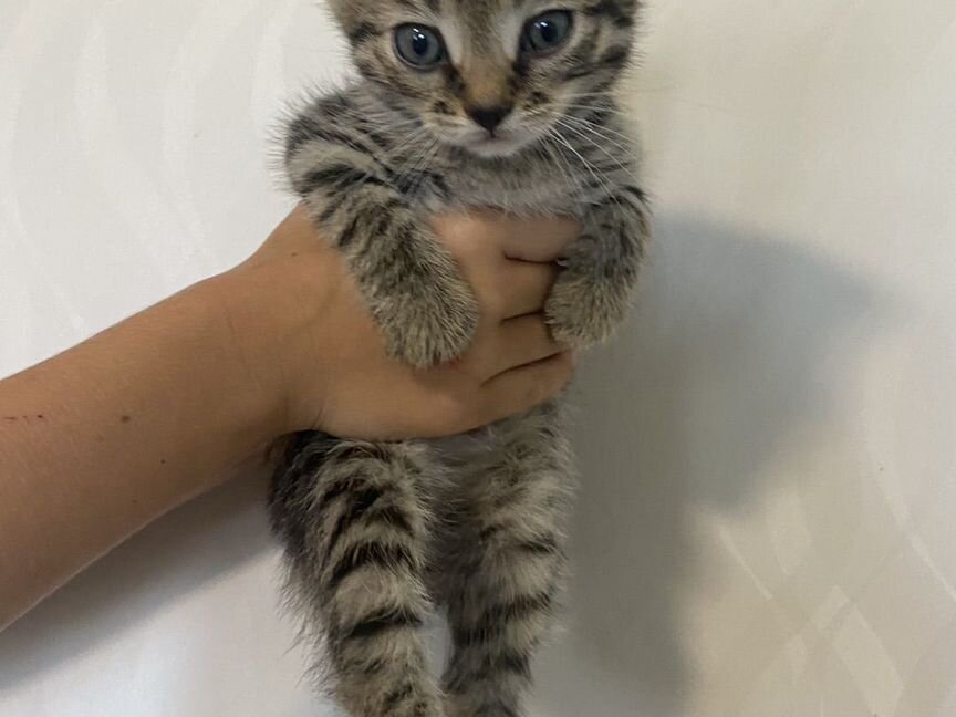 Котенок