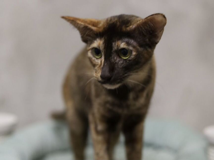 Ориентальная кошка