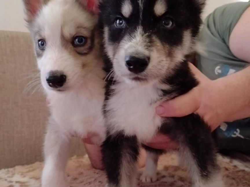 Щенки Помски-Лайка