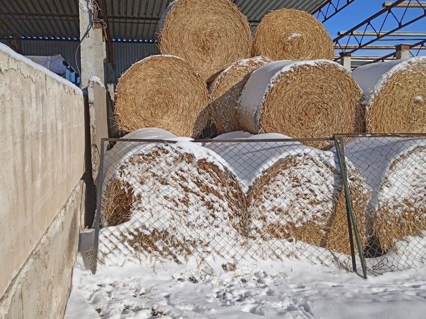 Солома пшеничная