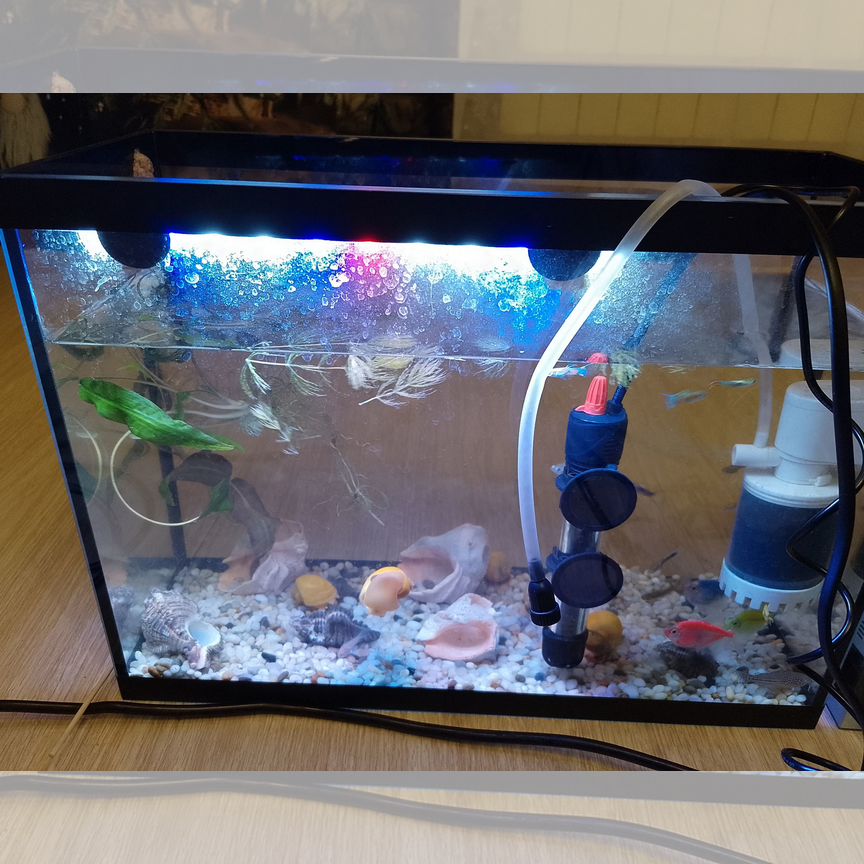 Аквариумные рыбки