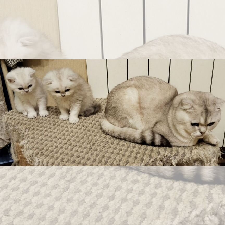 Шотландские котята