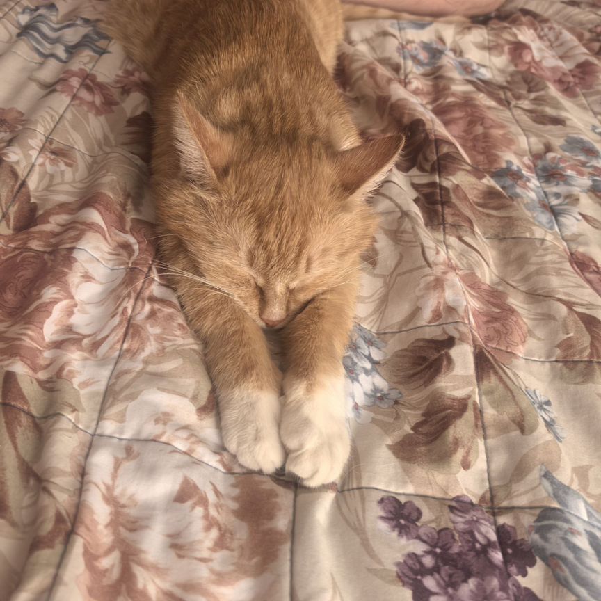 Котик бесплатно в добрые руки