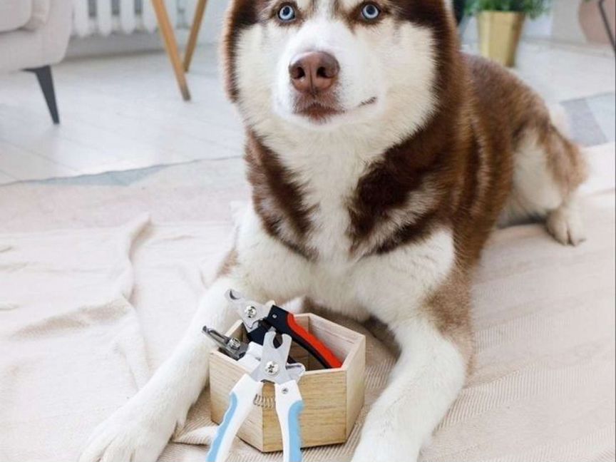 Когтерезка для животных