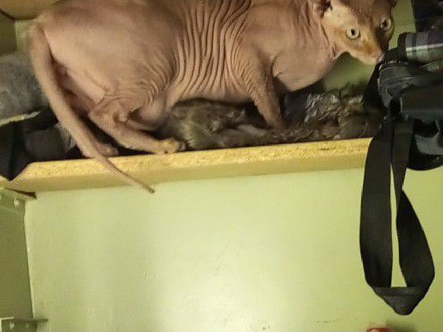 Потерялся кот