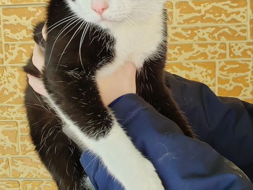 Найдена кошка