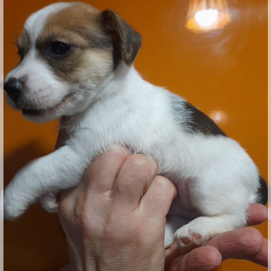 Джек-рассел-терьер, щенок