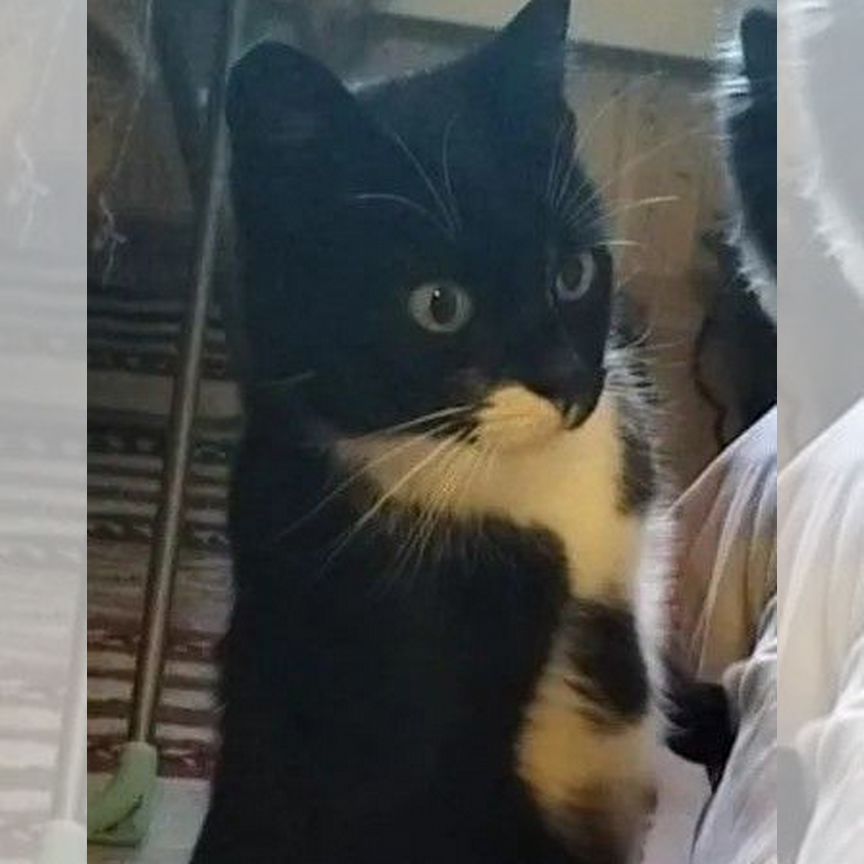 Взрослая кошка в добрые руки