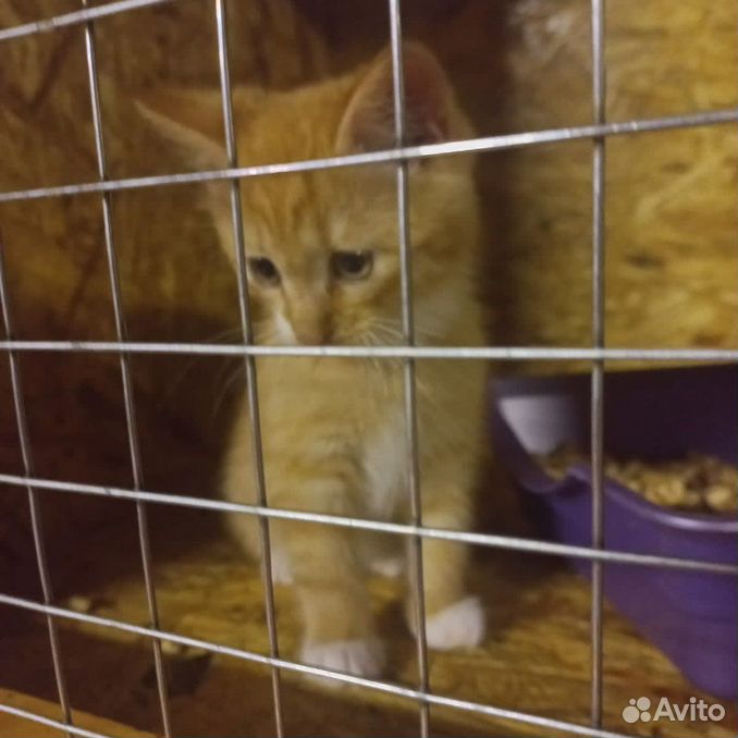 Котенок Костик