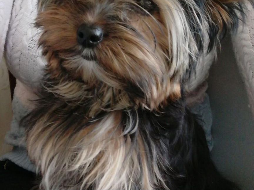 Йоркширский терьер