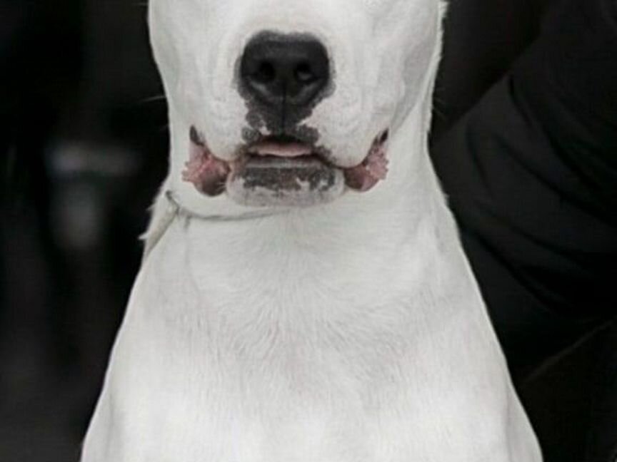 Аргентинский дог