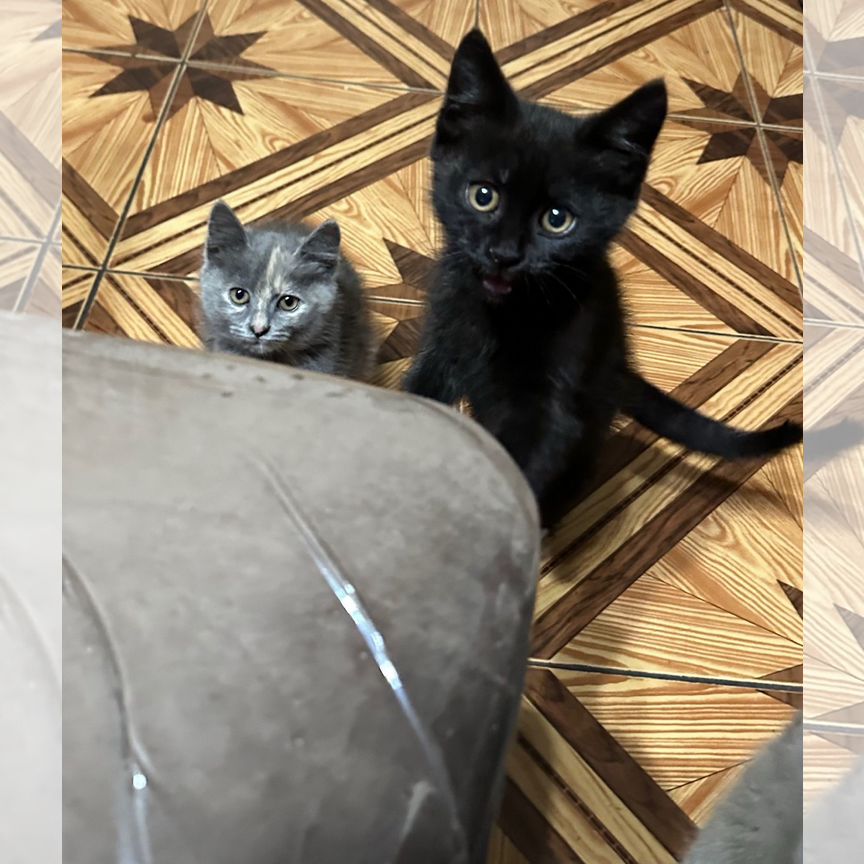 Котята