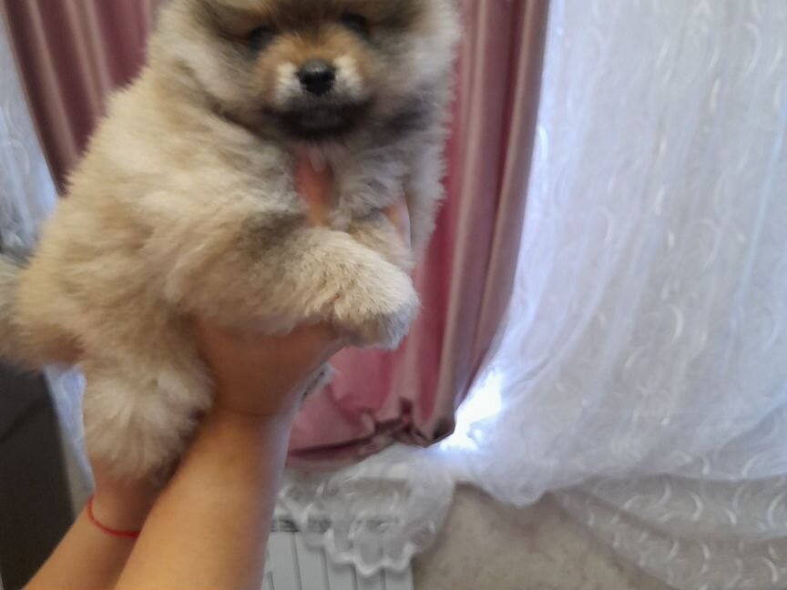 Померанские шпицы