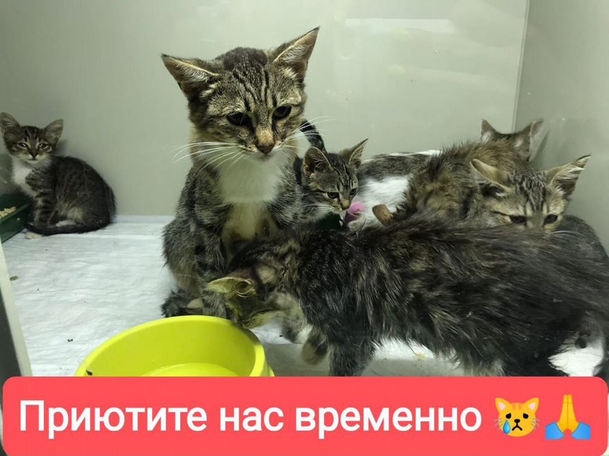 Котята смертники