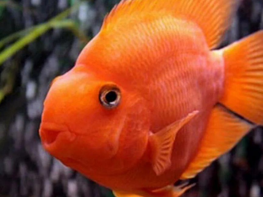 Рыба попугай