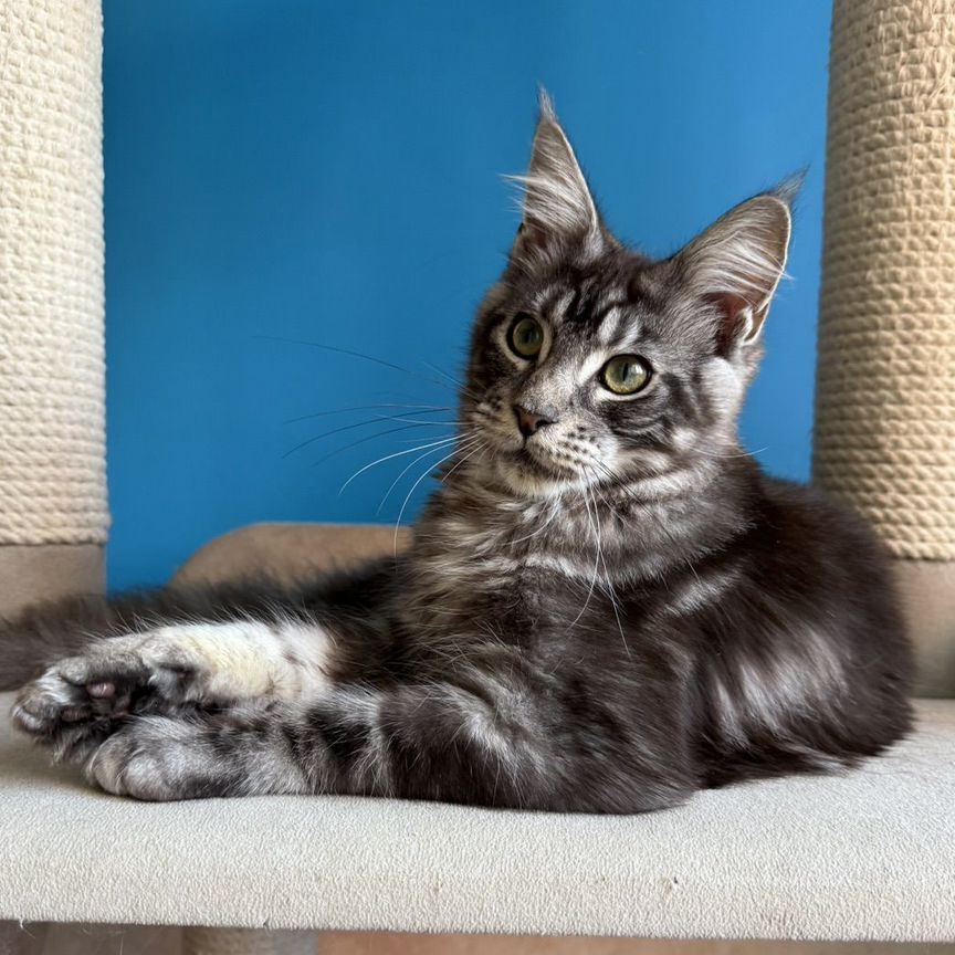 Мейн-кун котёнок