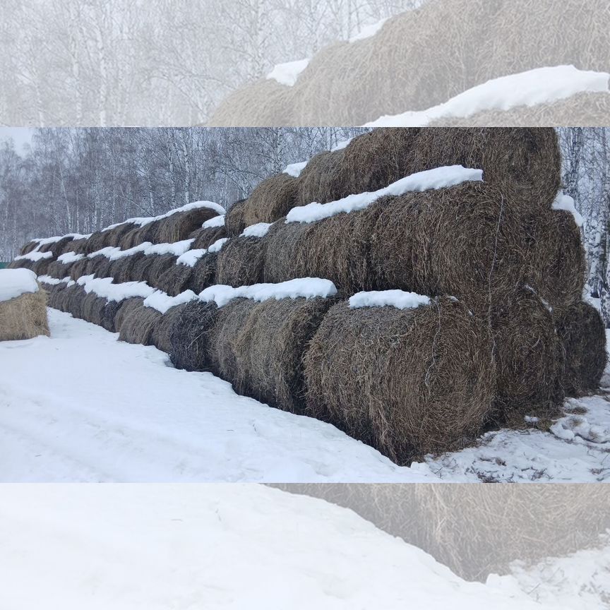 Продам сено в рулонах