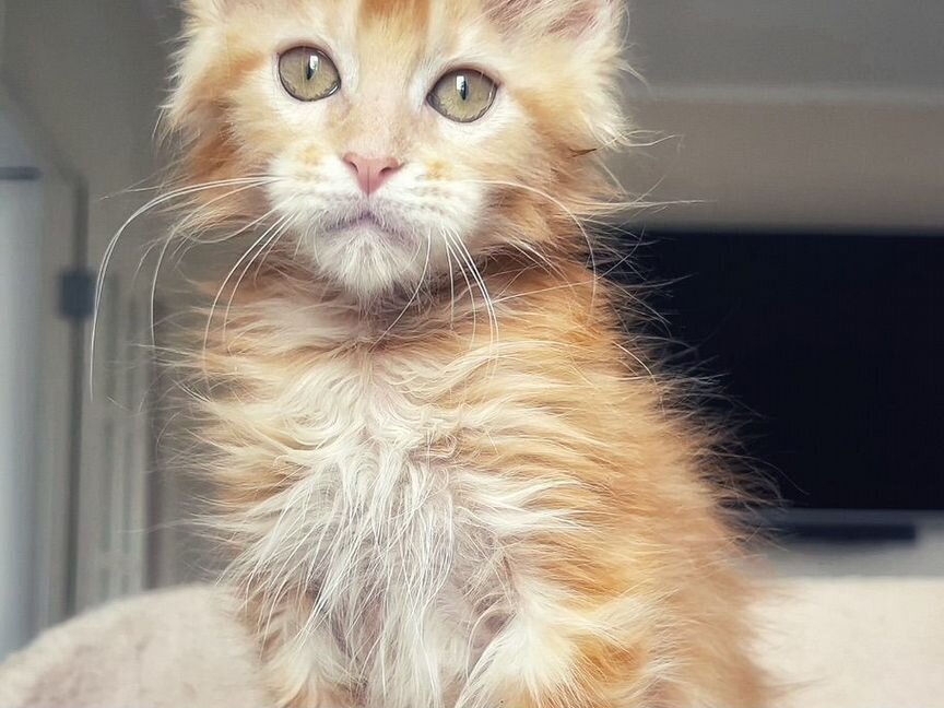 Мейн-кун Каспер