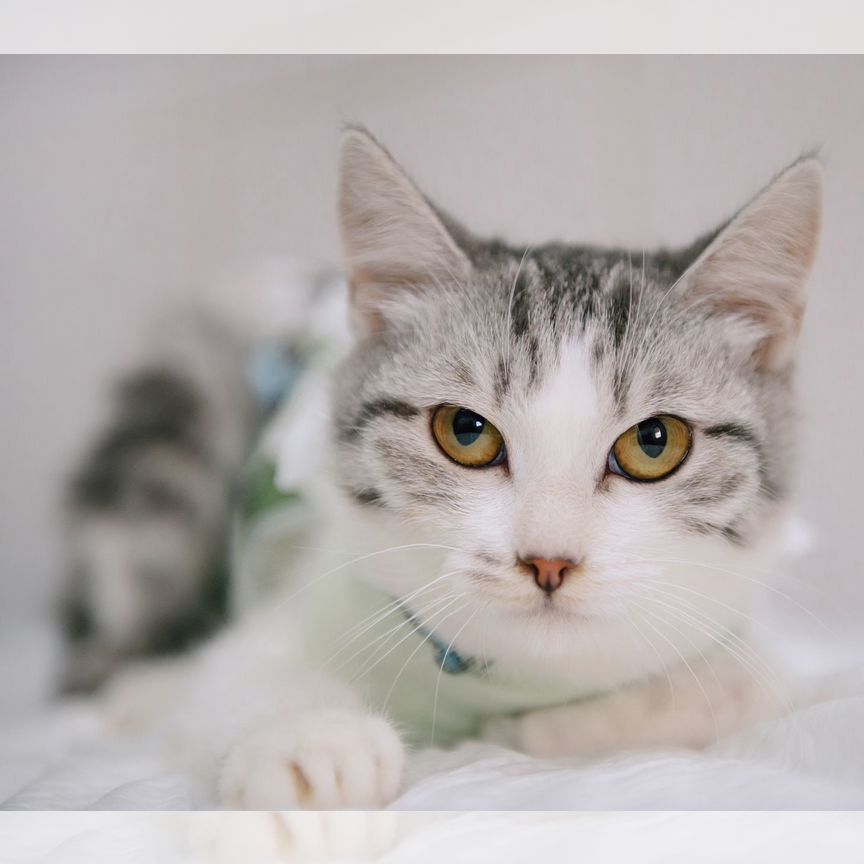 Котёнок из приюта