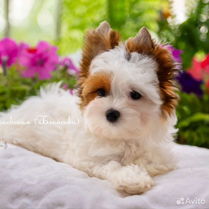 Бело красный йорк