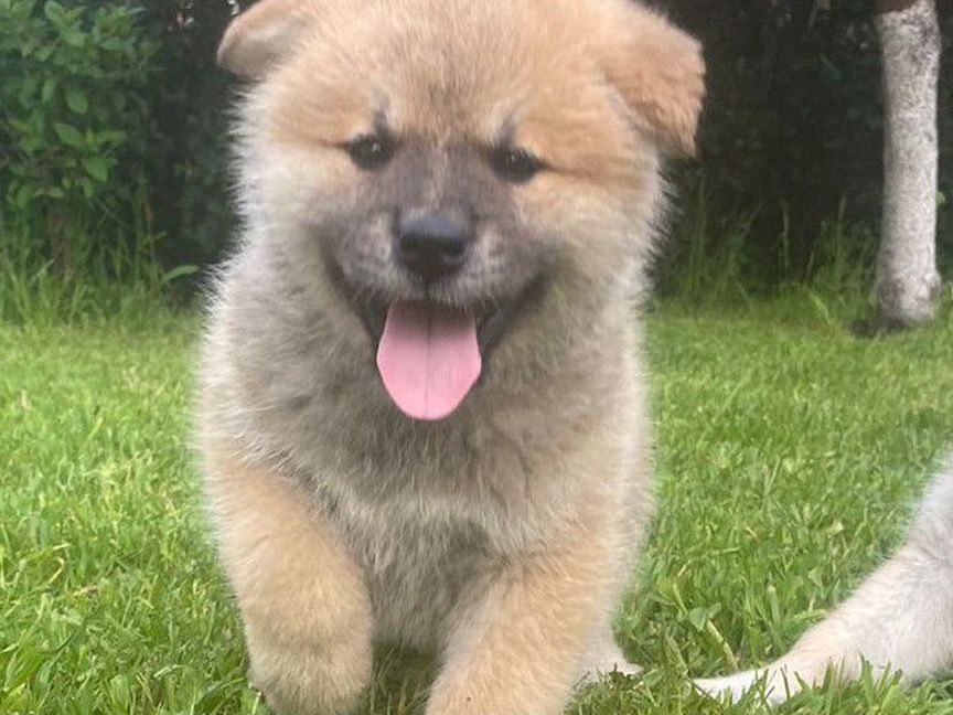 Щенки акита ину (Хатико)