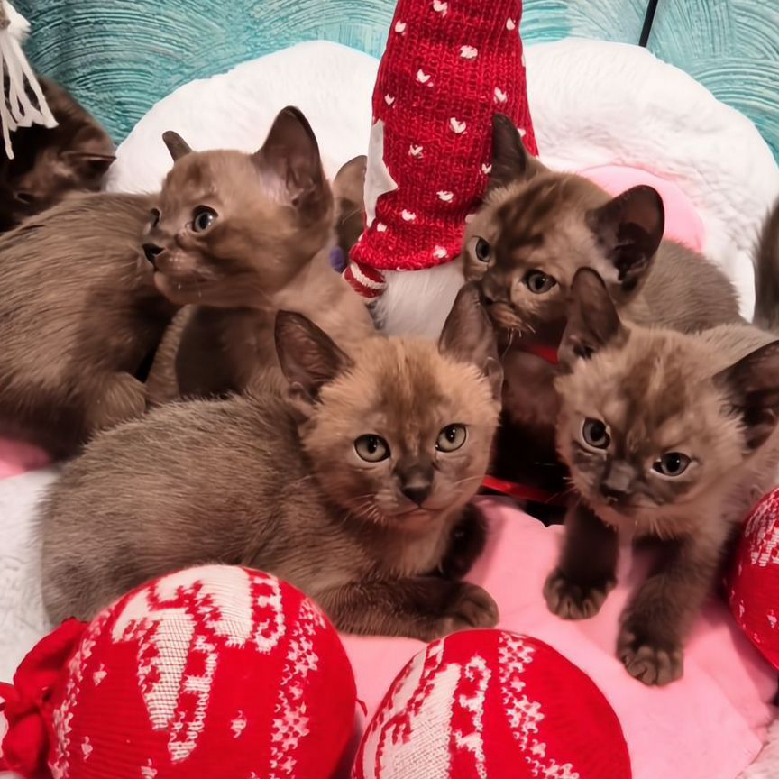 Европейский бурманский котёнок