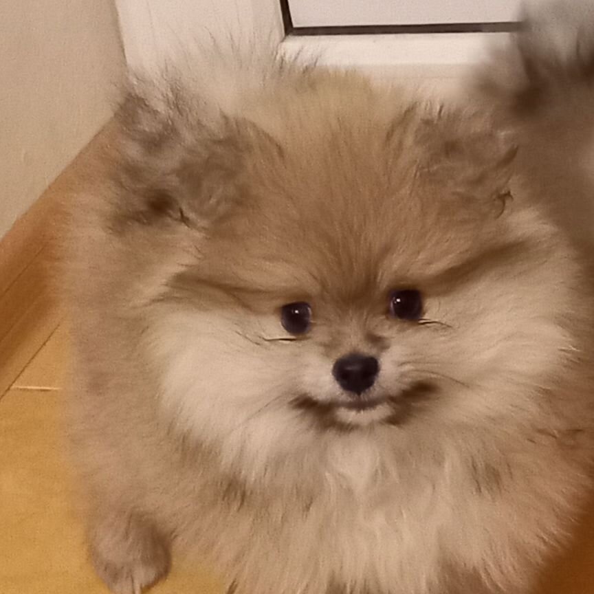 Померанский шпиц мини щенок