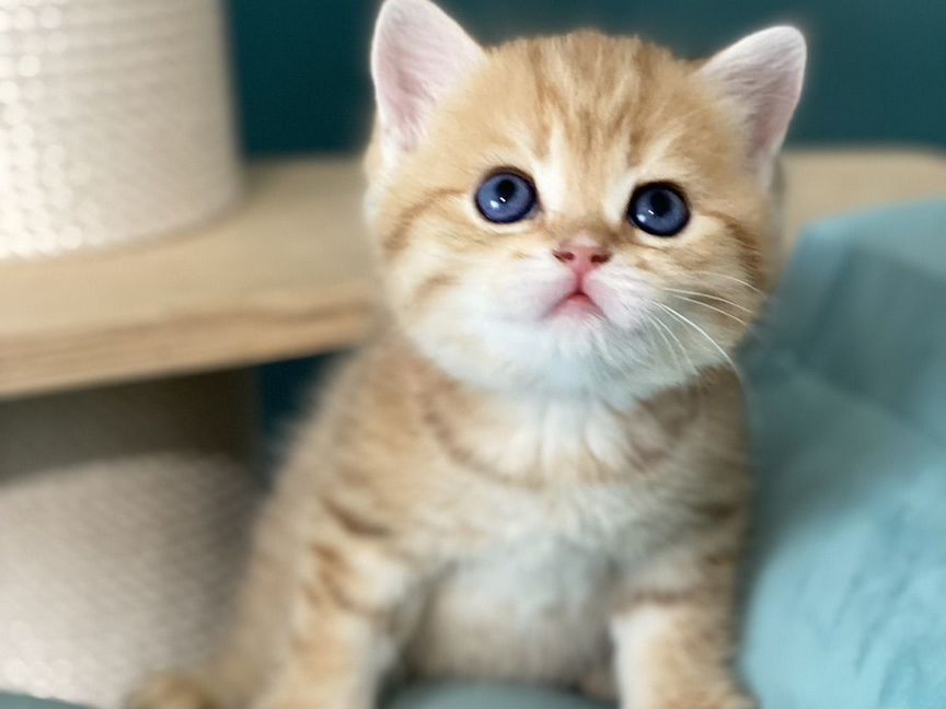 Котенок скоттиш страйт