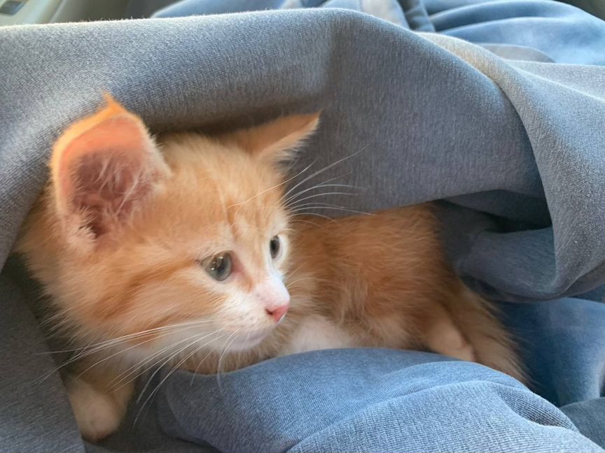 Рыжий котенок в добрые руки бесплатно
