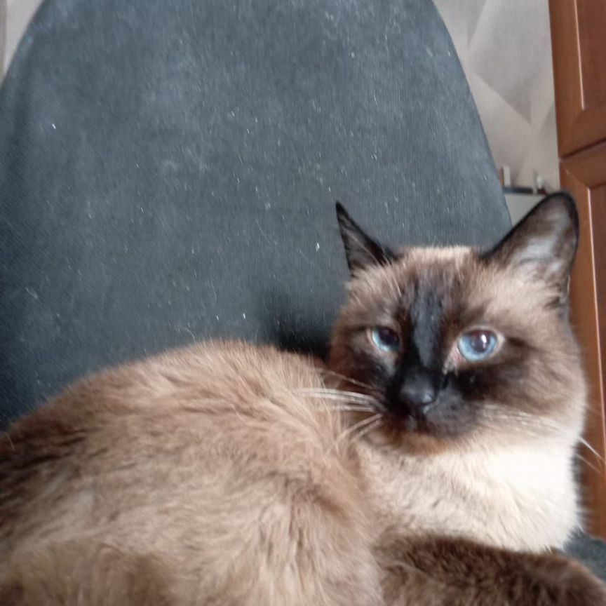 Домашний кот