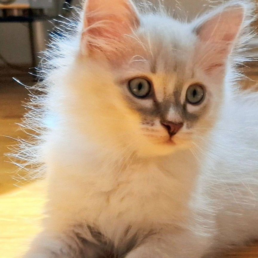 Котята невская маскарадная