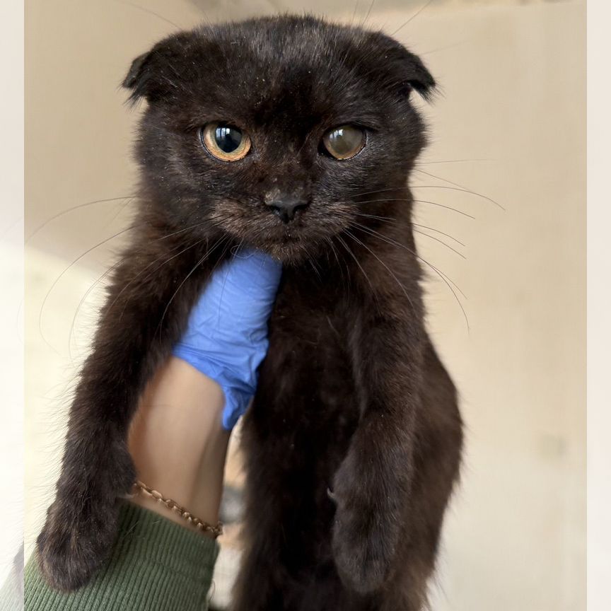 Шотландский вислоухий короткошёрстный котёнок