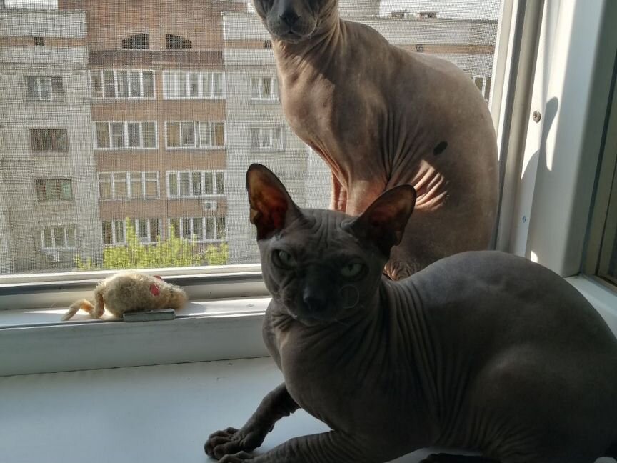 Кот донской сфинкс