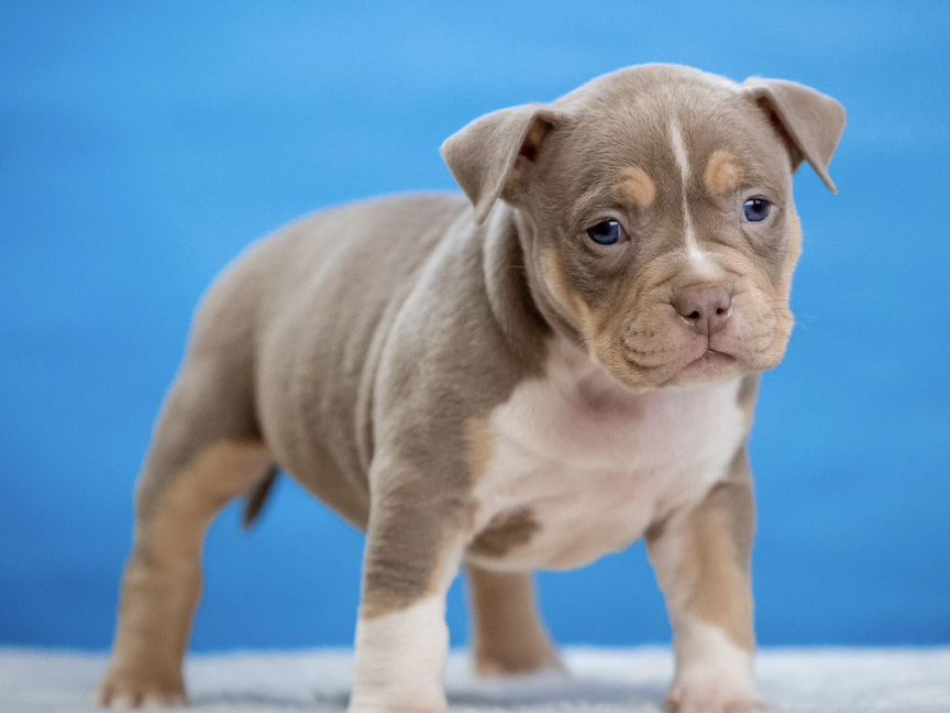 Девочка лиловый триколор