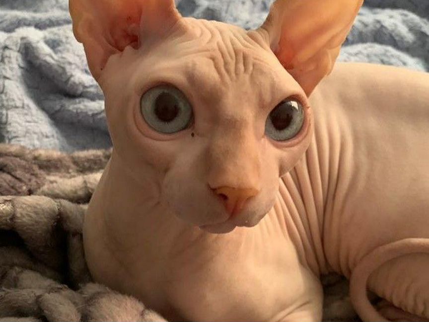 Канадский сфинкс вязка