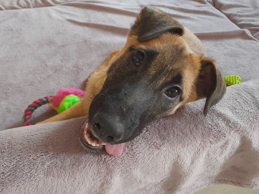 Щенок ищет дом