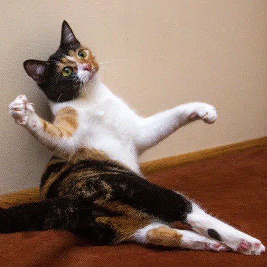 Ищет дом трехцветка Ширли