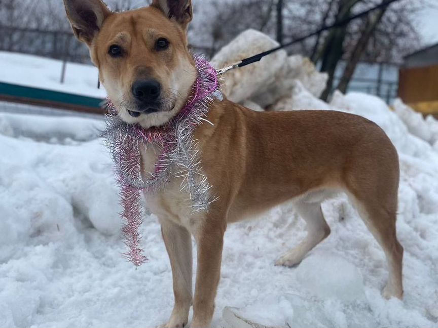 Бывшедомашний пес ждет вас в приюте