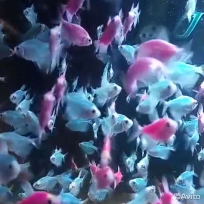 Тернеции и данио цветные в ассортименте рыбки