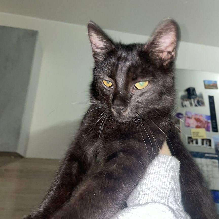 Котик в добрые руки мальчик